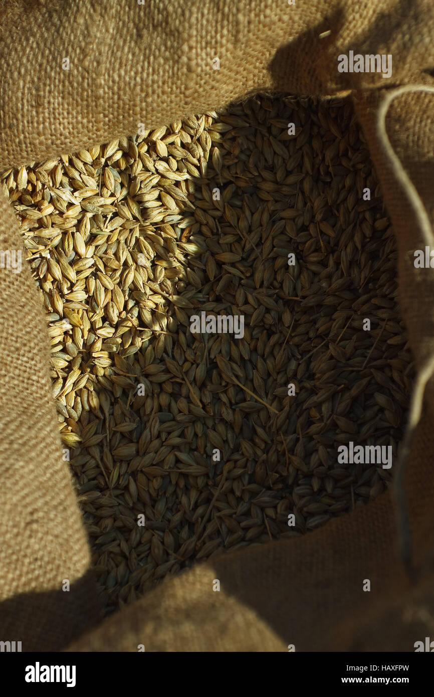 Sack of corn hi-res stock photography and images - Alamy