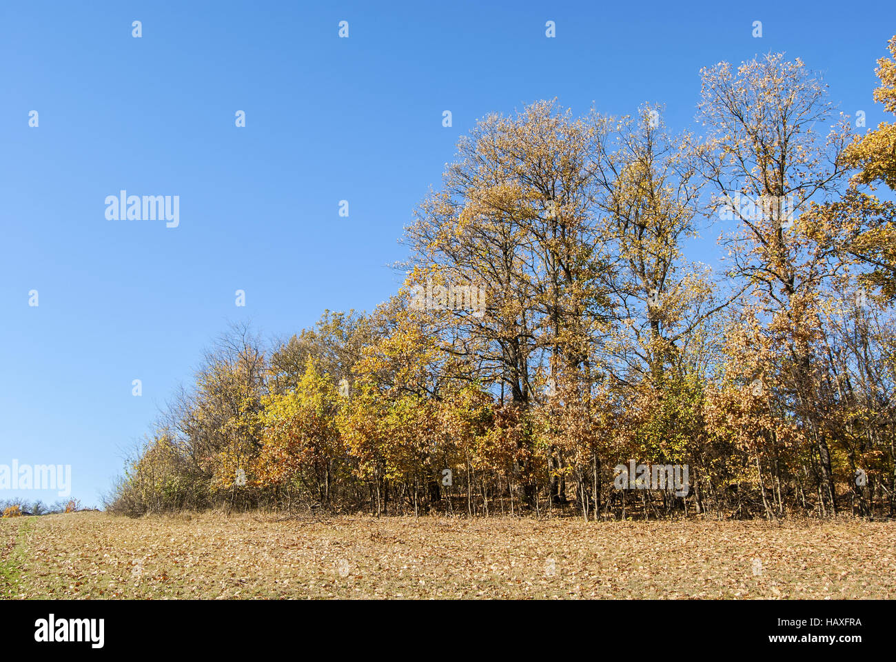 Field and trees in autumn Stock Photo - Alamy