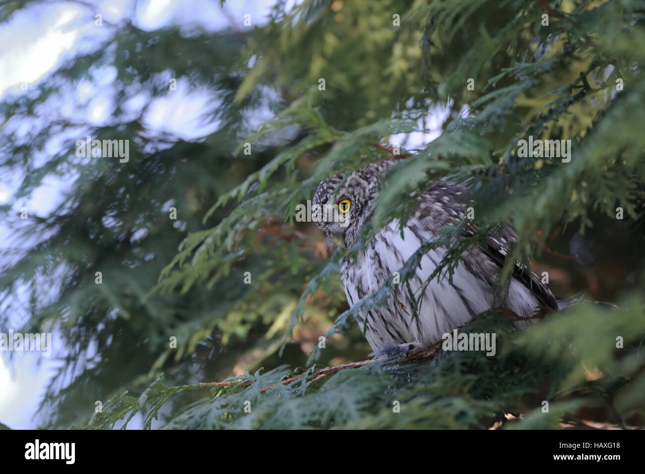 Perching Pygmy Owl (Glaucidium passerinum) at thuja tree. Moscow ...