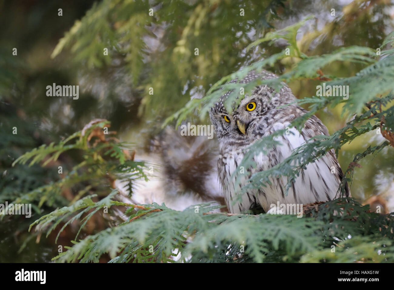 Perching Pygmy Owl (Glaucidium passerinum) at thuja tree. Moscow ...