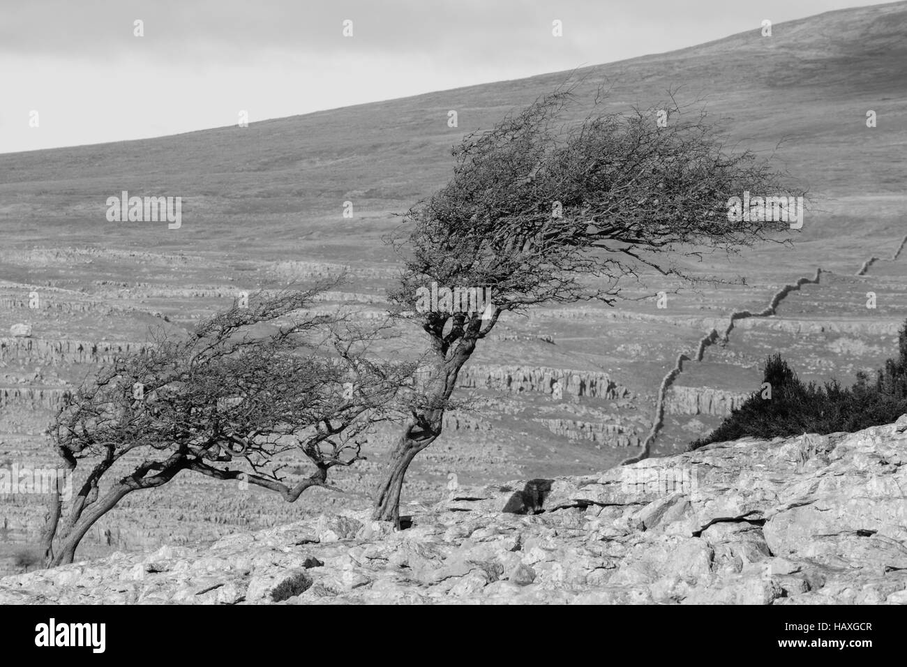 Very windy day Black and White Stock Photos & Images - Alamy