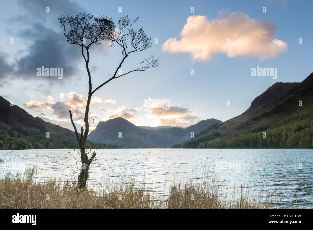 Lone Tree and Cloud, Buttermere in the Lake District Stock Photo - Alamy