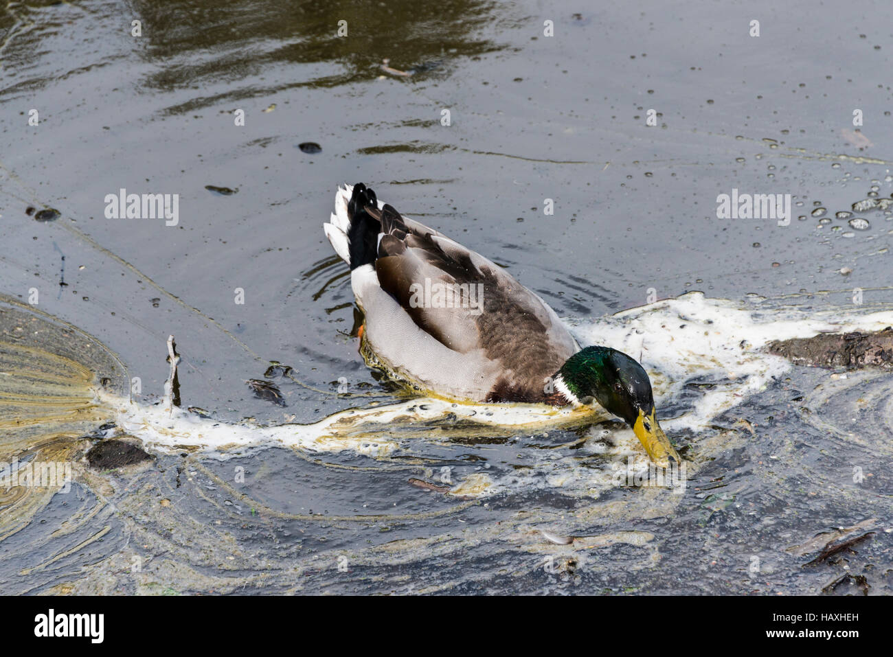 A male mallard duck (Anas platyrhynchos) feeding in unclean water Stock ...