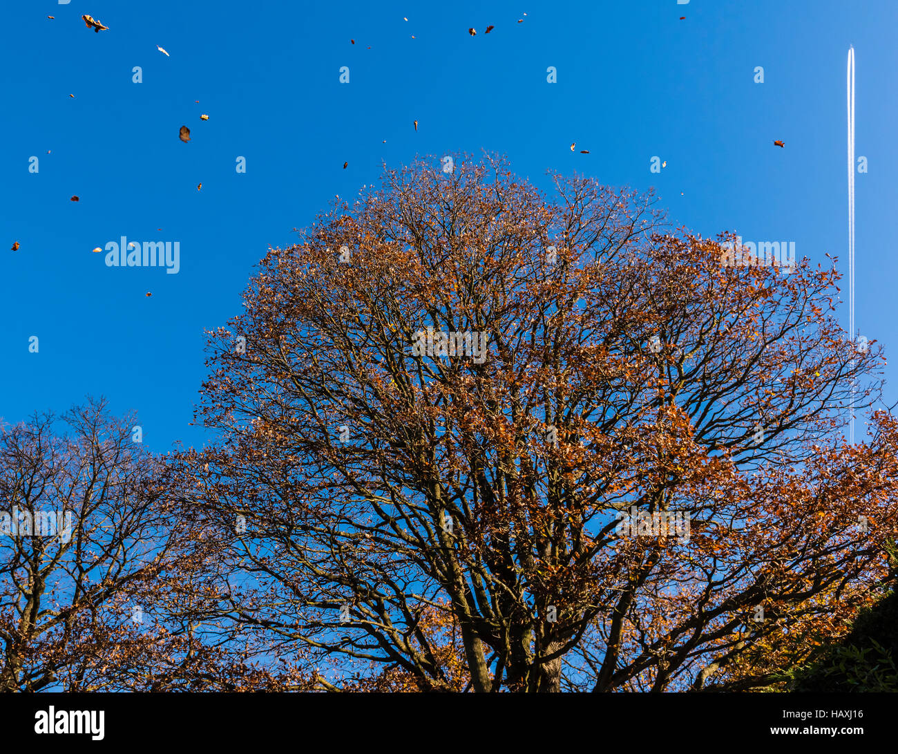 Leaves Blowing Wind High Resolution Stock Photography and Images - Alamy