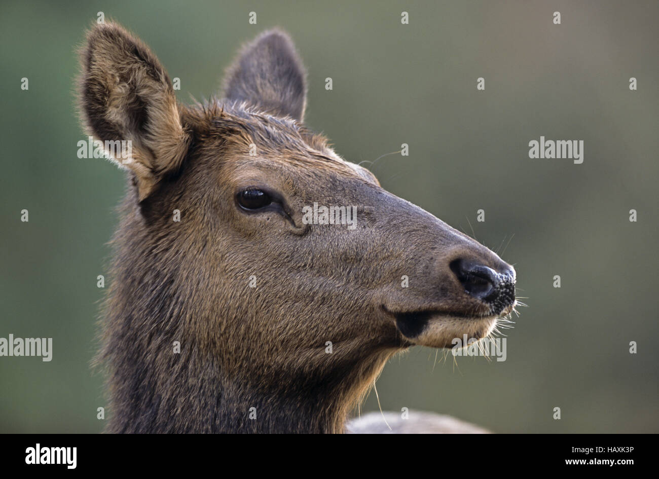 Elk hind in portrait - (Rocky Mountain Elk Stock Photo - Alamy