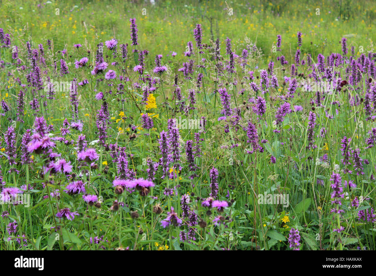 beautiful flowers of Stachys officinalis Stock Photo - Alamy