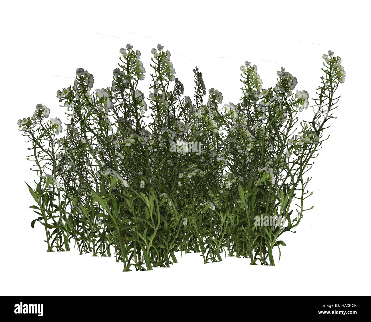 Green grass and flowers isolated in white background - 3D render Stock ...