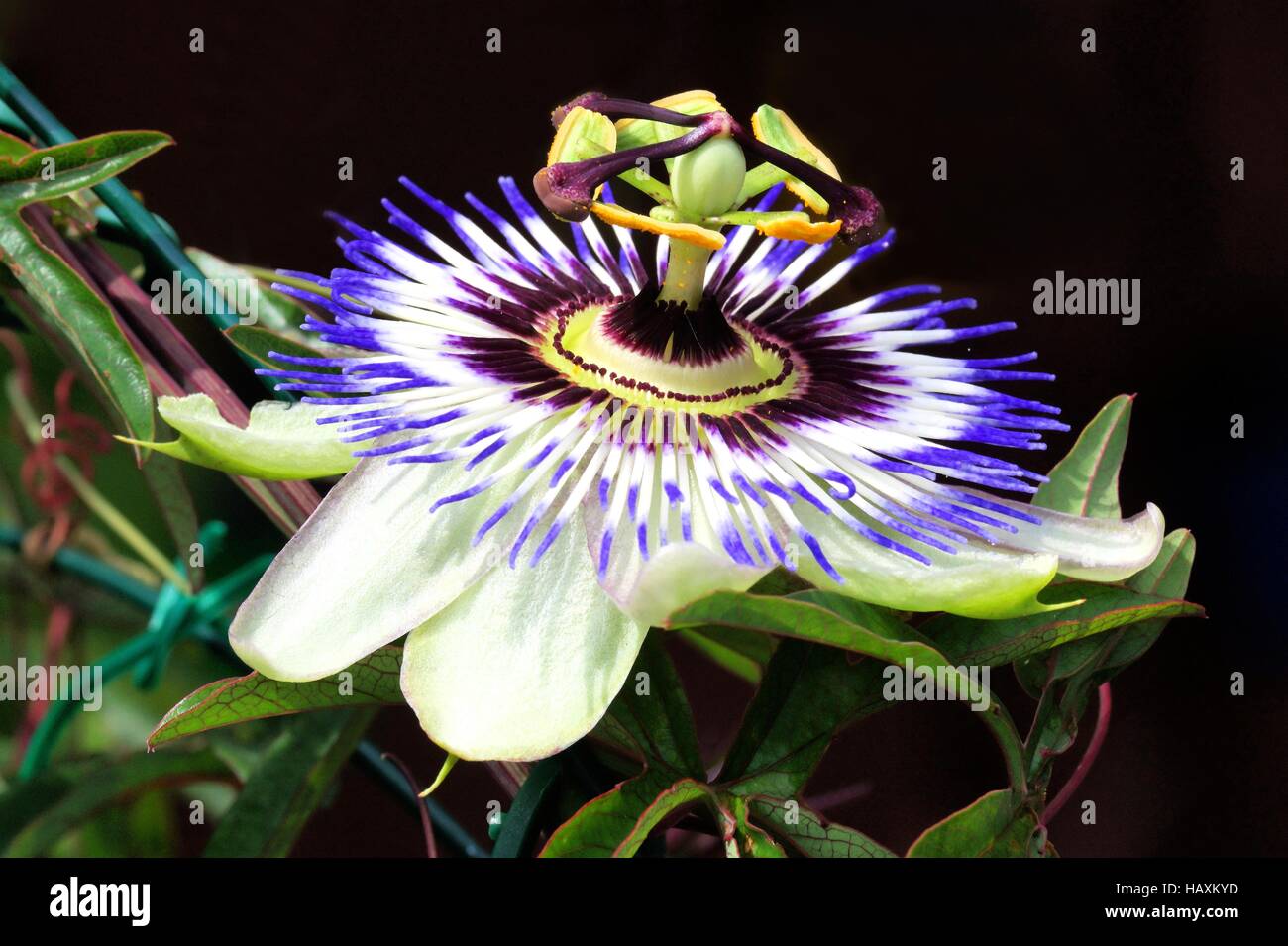 Passiflora caerulea makro hi-res stock photography and images - Alamy
