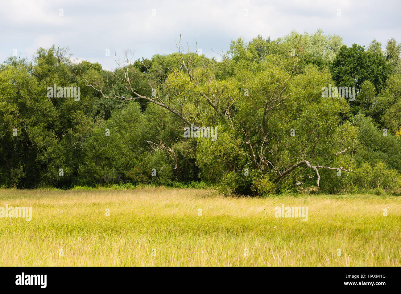 tree in the meadow Stock Photo - Alamy