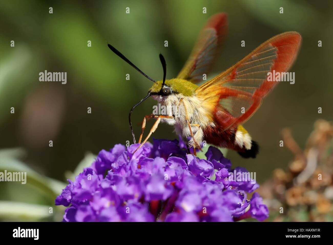 Hemaris hi-res stock photography and images - Alamy