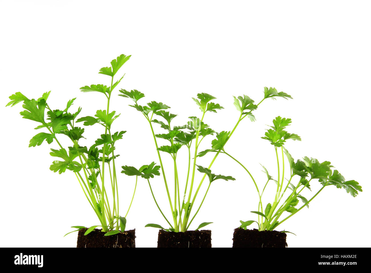 Celery (Apium graveolens Stock Photo - Alamy