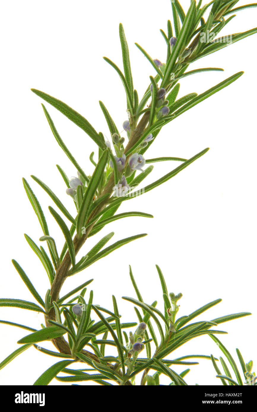 Plants rosmarinus hi-res stock photography and images - Alamy