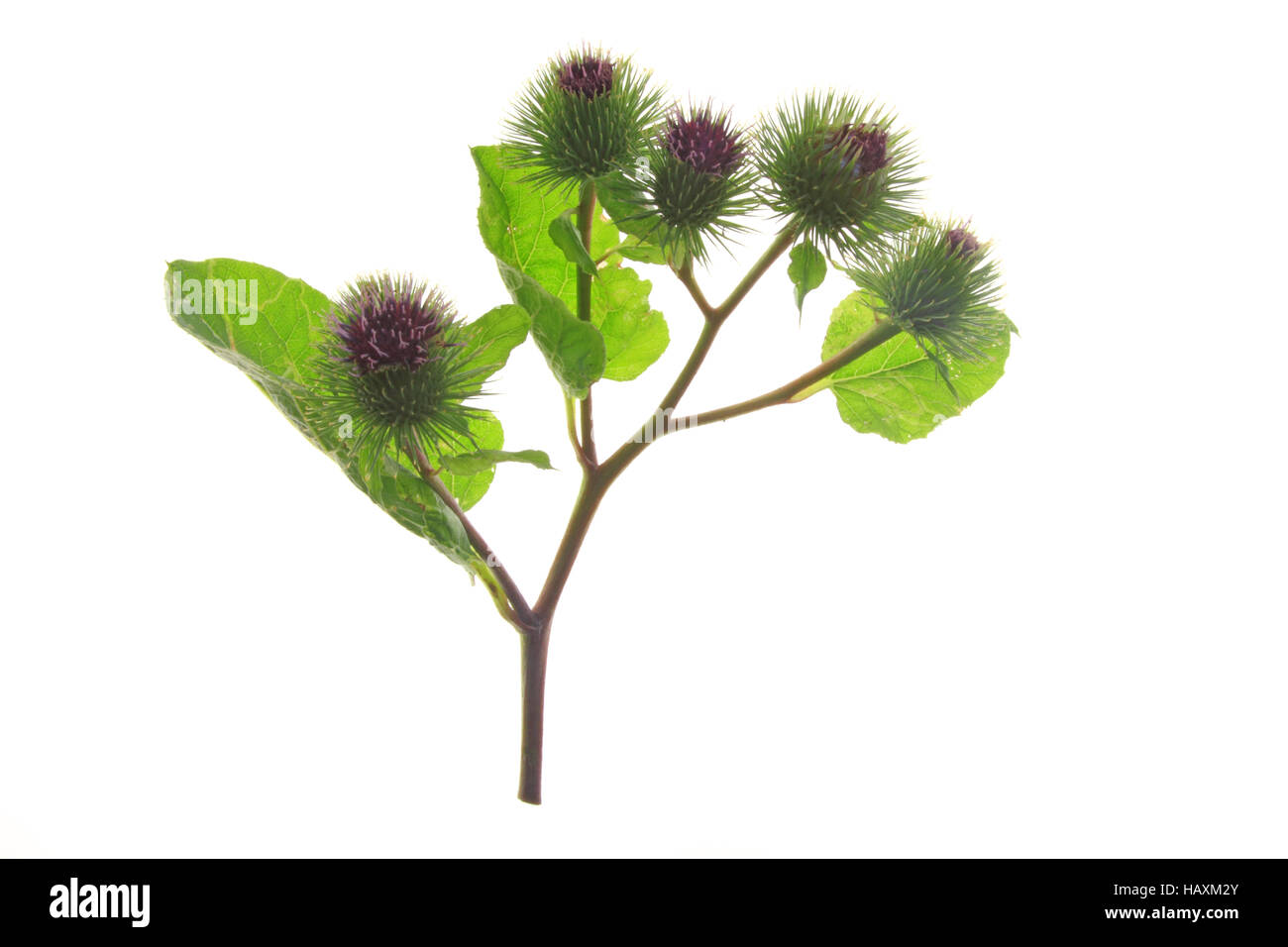 Burdock (Arctium lappa Stock Photo - Alamy