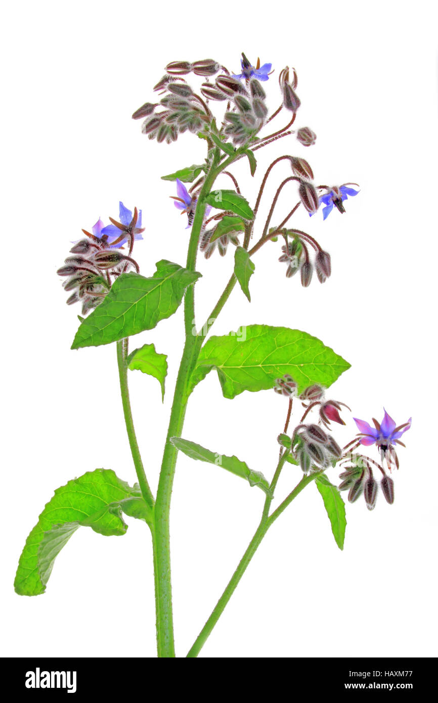 Borage (borago officinalis) Cut Out Stock Images & Pictures - Alamy