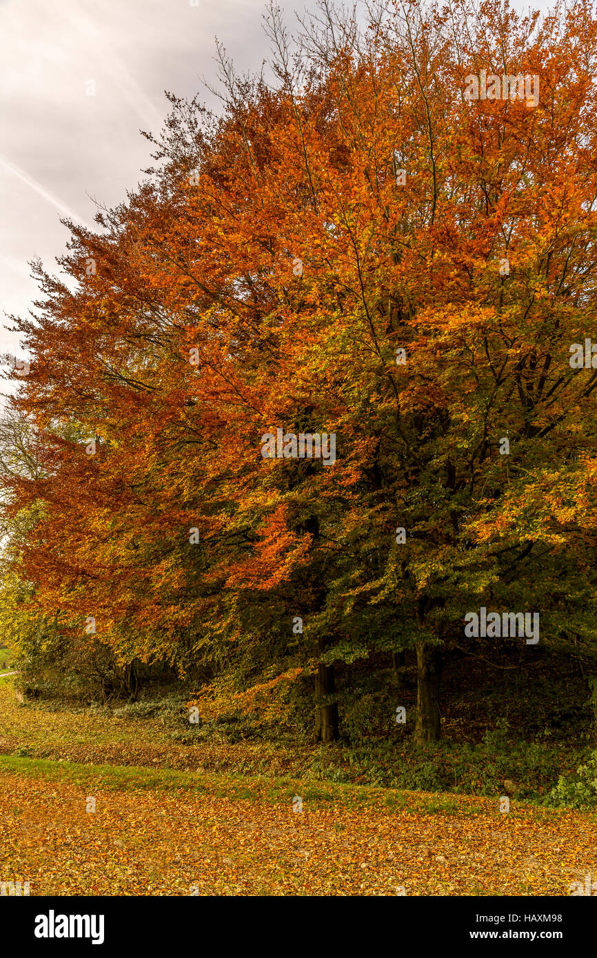 Autmn leaves hi-res stock photography and images - Alamy