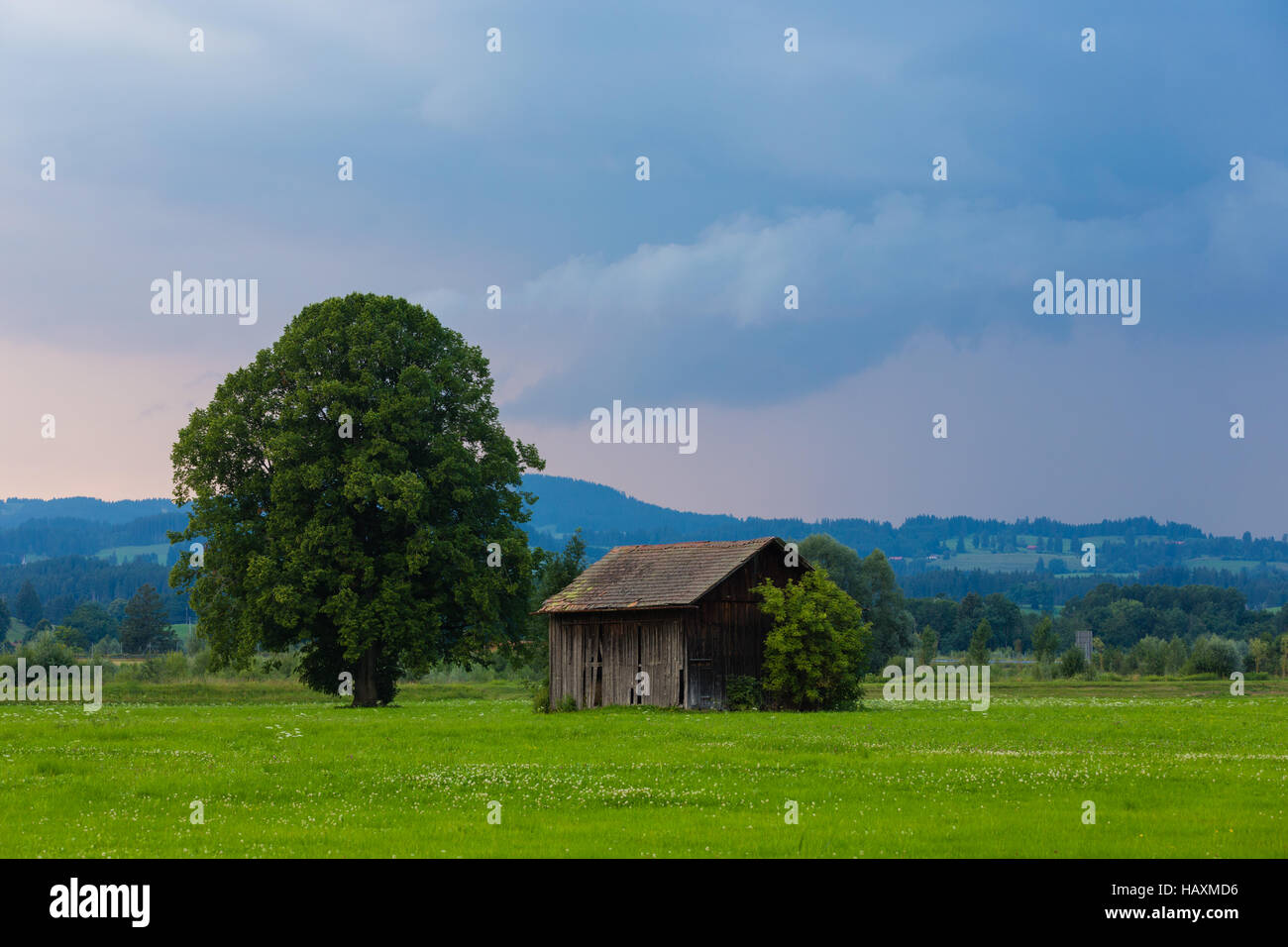 Cottage and tree hi-res stock photography and images - Alamy