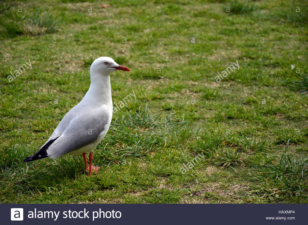 Australian Seagull Stock Photos & Australian Seagull Stock Images - Alamy