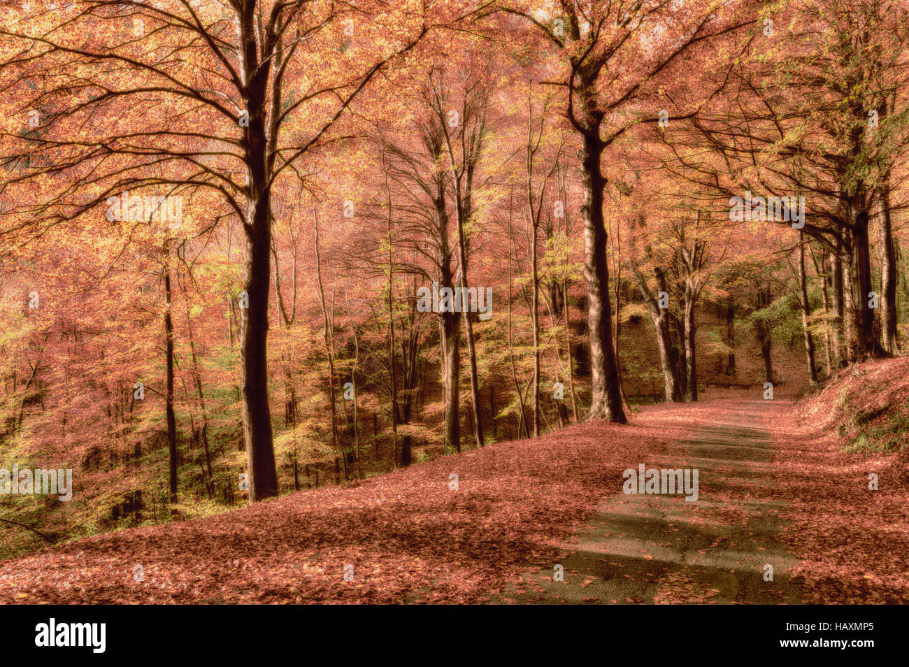 autumn season, colors and shades of nature in the forest Stock Photo ...