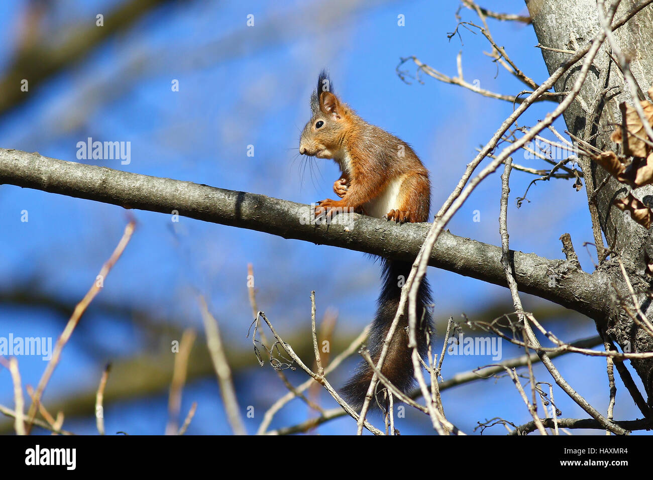 Cute red squirrel sitting on a tiny tree branch Stock Photo - Alamy