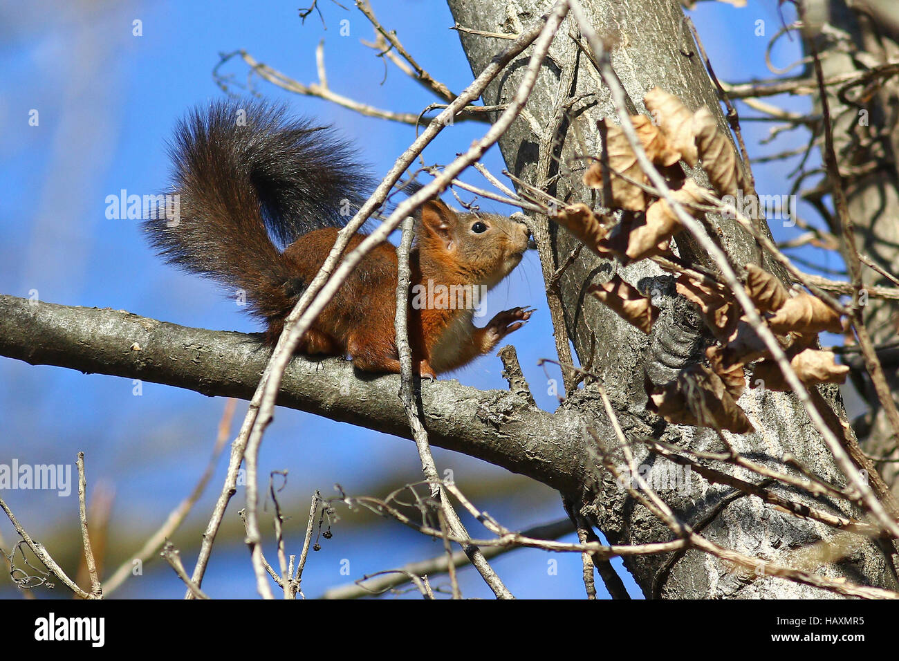 Cute red squirrel sitting on a tiny tree branch Stock Photo - Alamy
