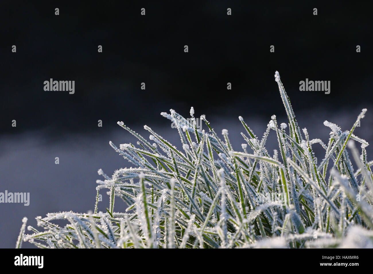 Winter frost on grass background Stock Photo - Alamy