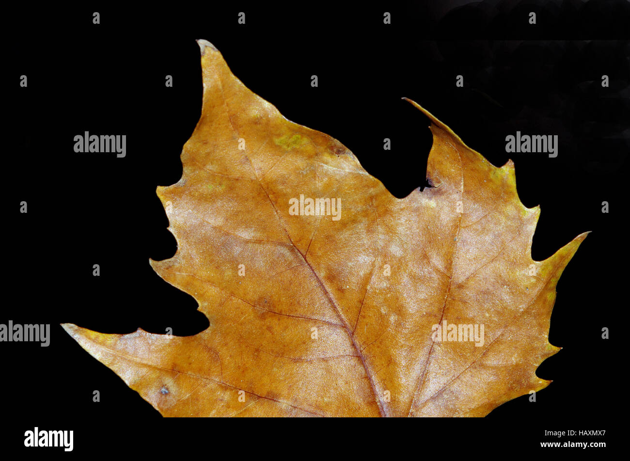 Life leaf hi-res stock photography and images - Alamy