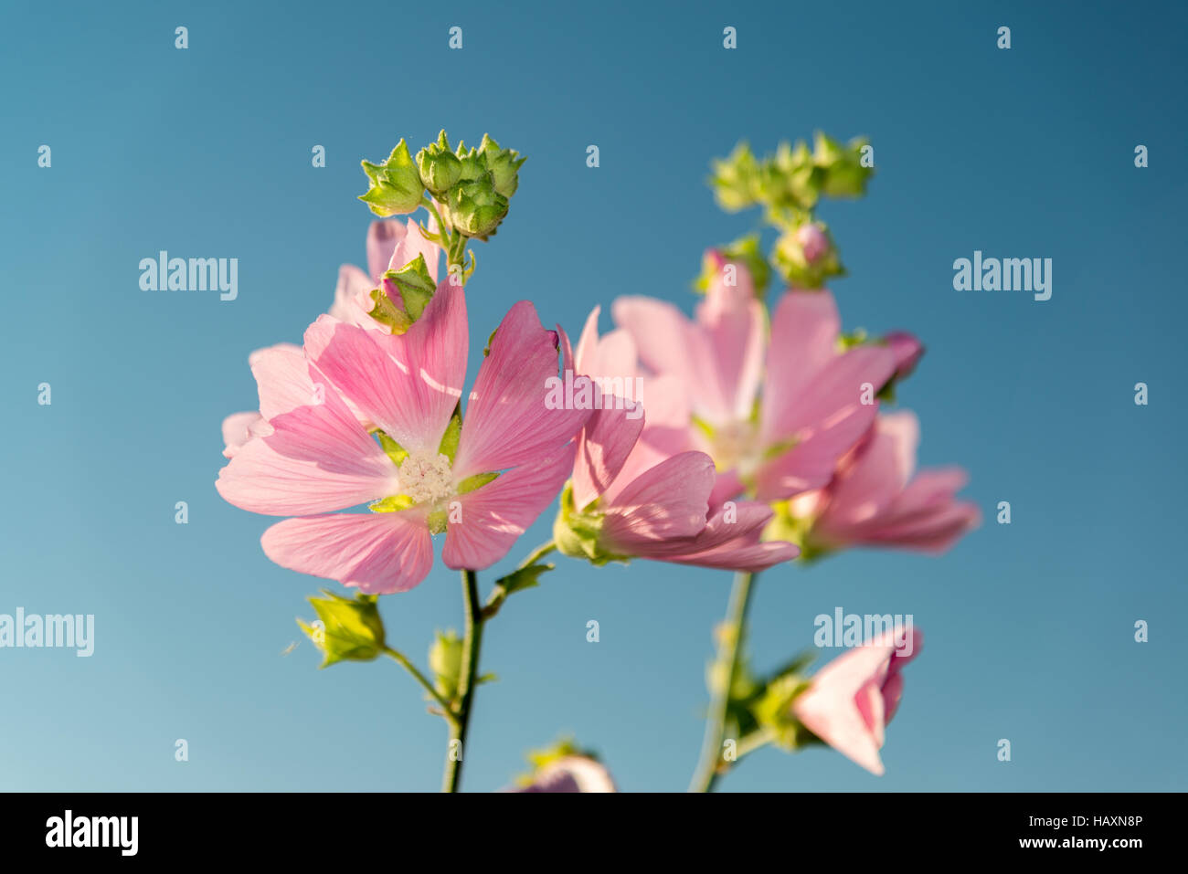 Meadow pink Mallow against a blue sky Stock Photo - Alamy