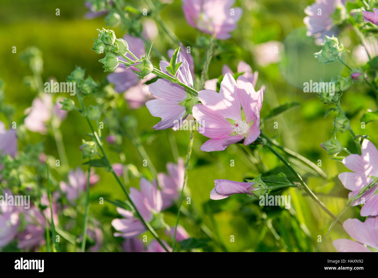 Meadow pink flowers hi-res stock photography and images - Alamy