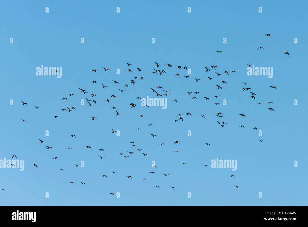 A flock of pigeons Stock Photo - Alamy