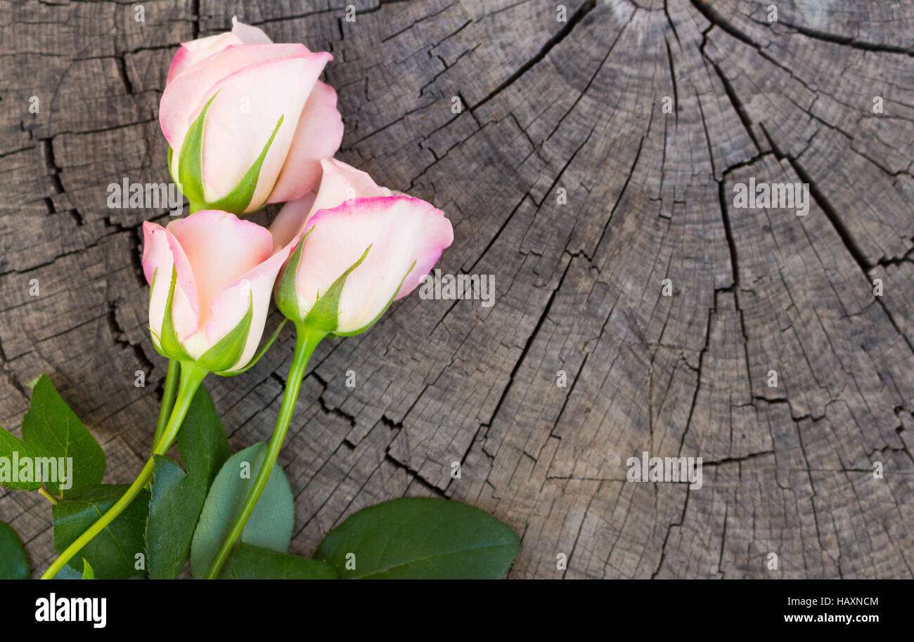 Two pink roses on stump Stock Photo - Alamy