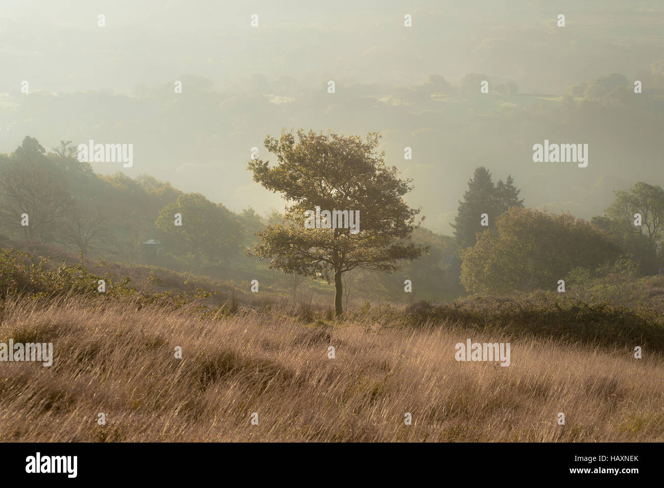 Lone tree at Cribarth Stock Photo - Alamy