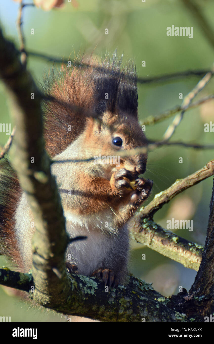 Fat squirrel eating hi-res stock photography and images - Alamy