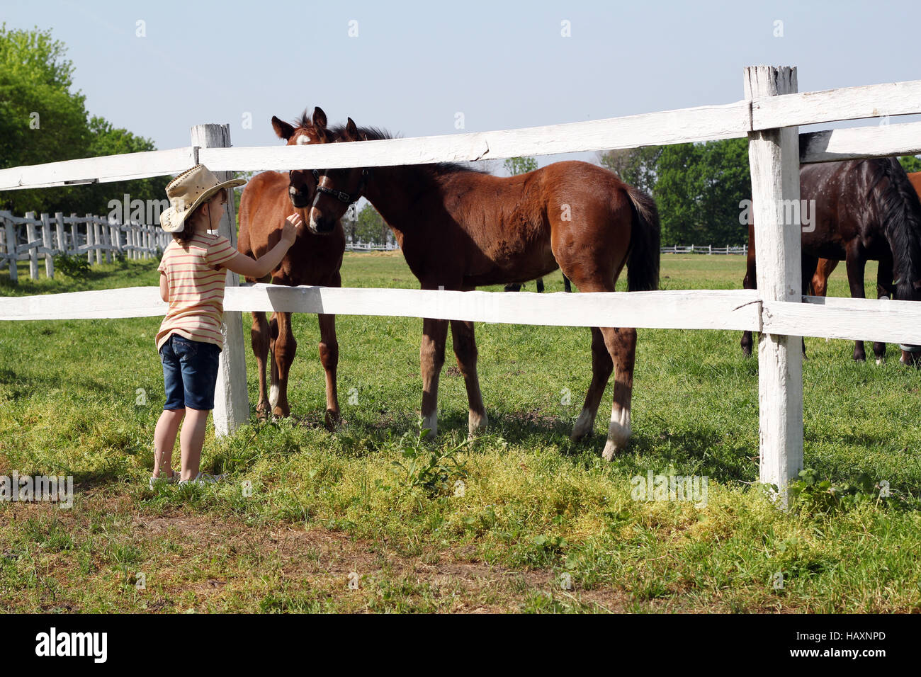 child with two foal on farm Stock Photo - Alamy