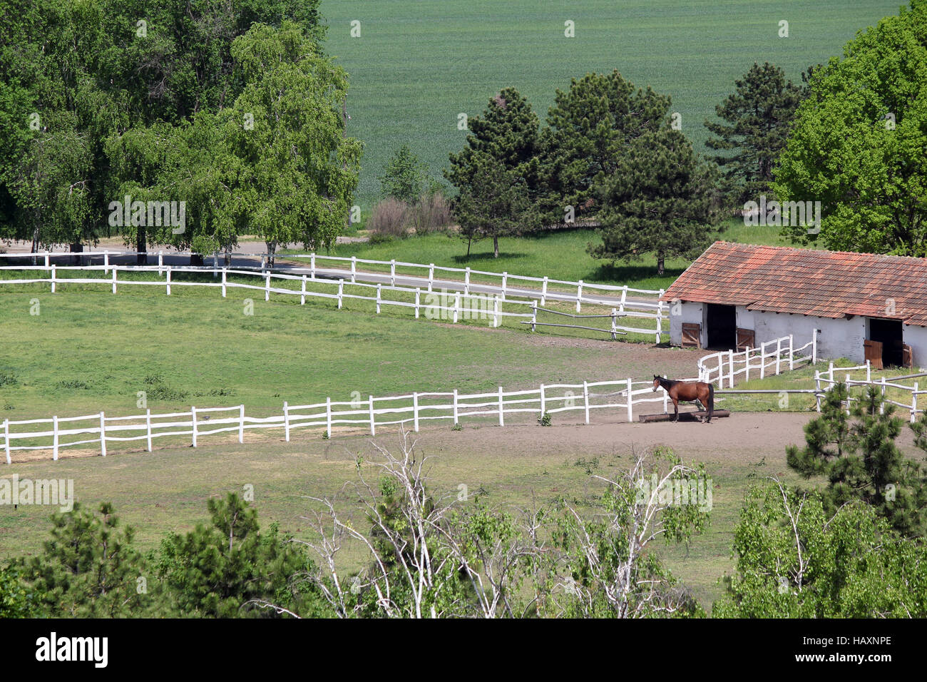 Farmland with horse hi-res stock photography and images - Alamy
