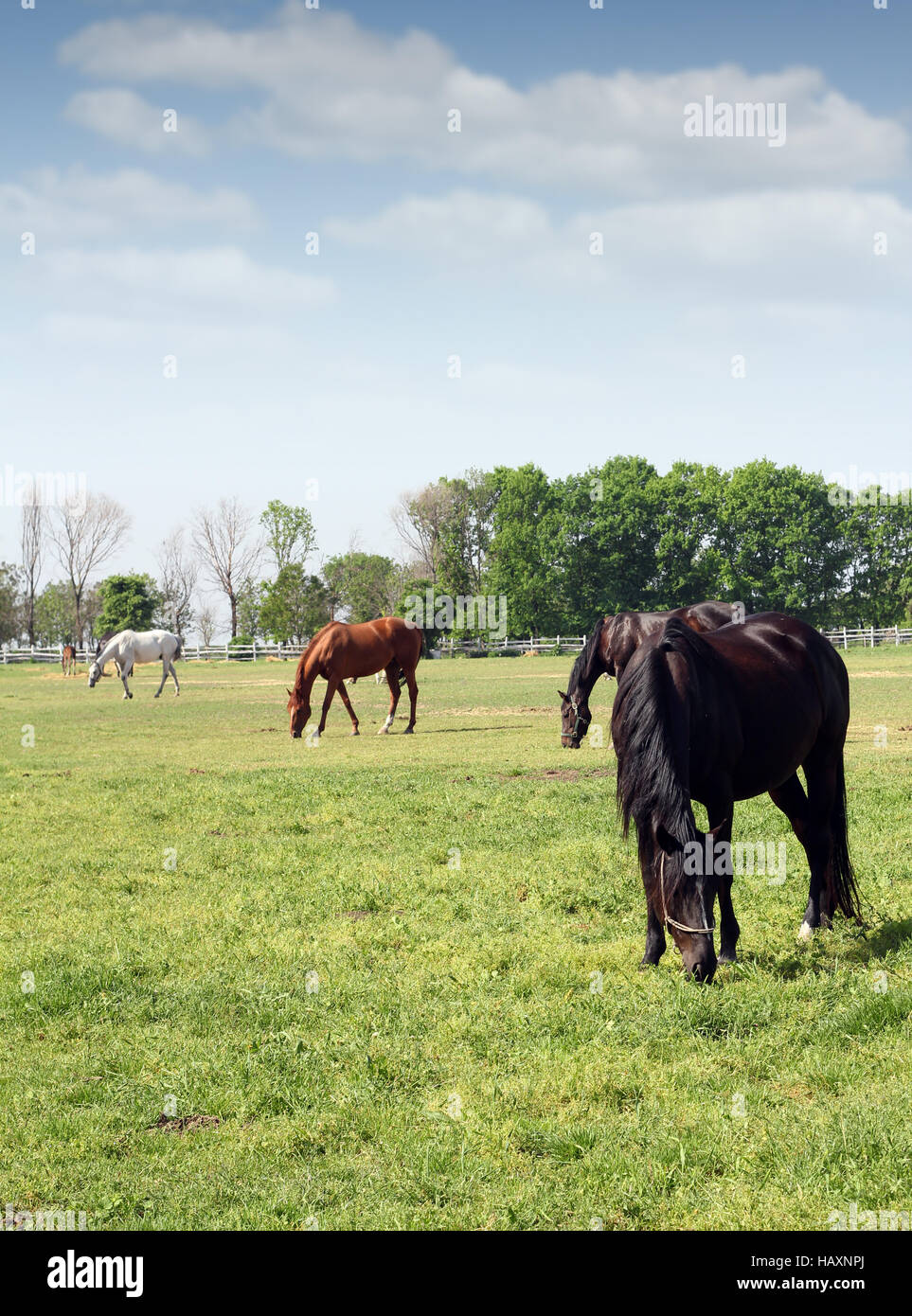 herd of horses ranch scene Stock Photo - Alamy