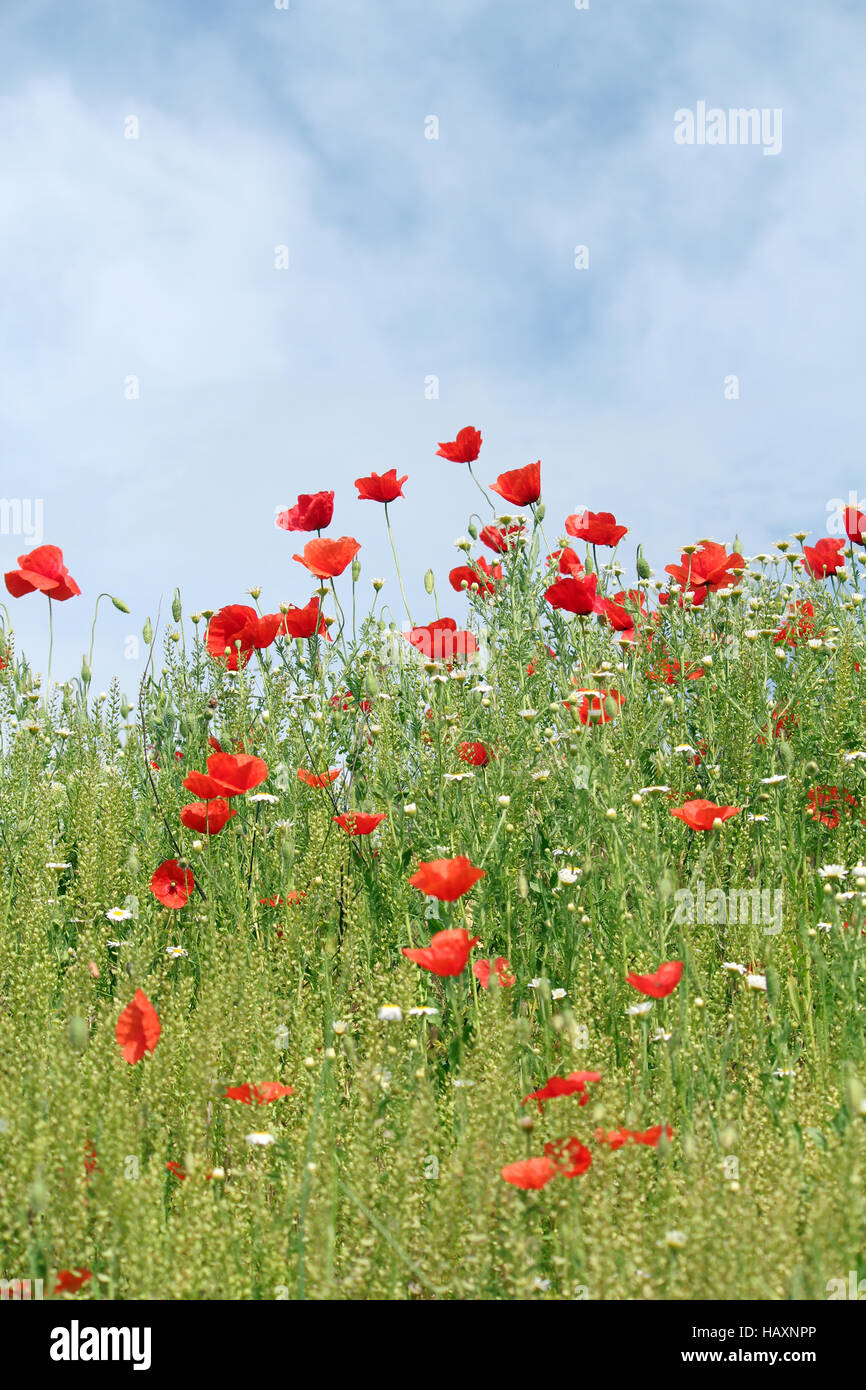 meadow with wild flowers nature scene Stock Photo - Alamy