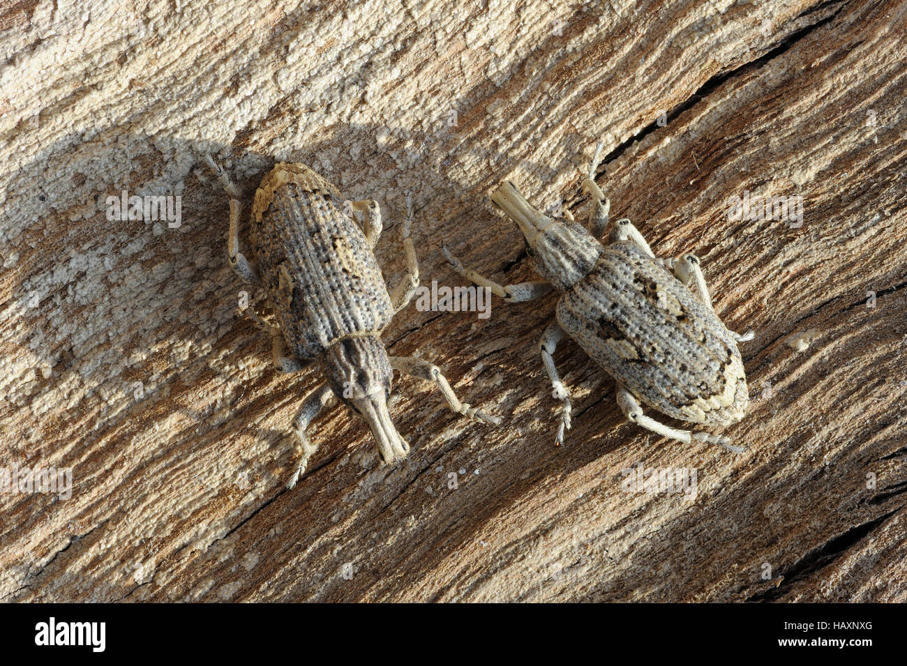 Two weevils hi-res stock photography and images - Alamy