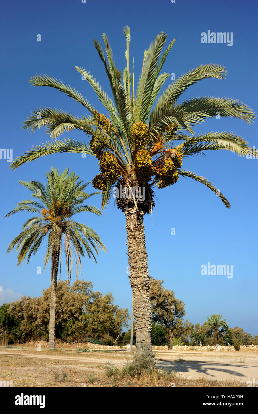 Palm trees and the Mediterranean Sea, Park of Ashkelon in Israel Stock ...