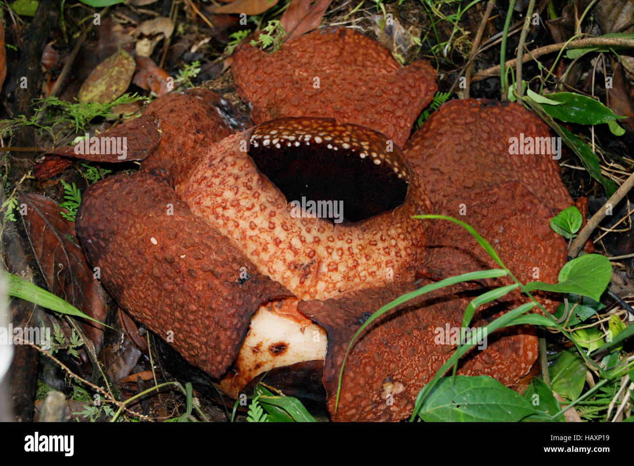 Rafflesia keithii. Kinabalu Park, Sabah, Borneo, Malaysia, Southeast ...