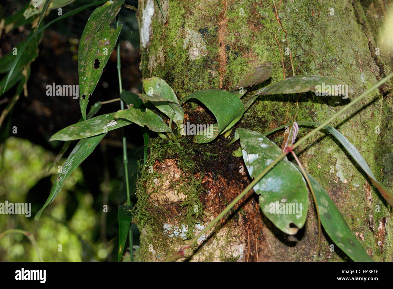 Wild orchid on tree trunk. Poring Hot Springs, Kinabalu Park, Sabah ...