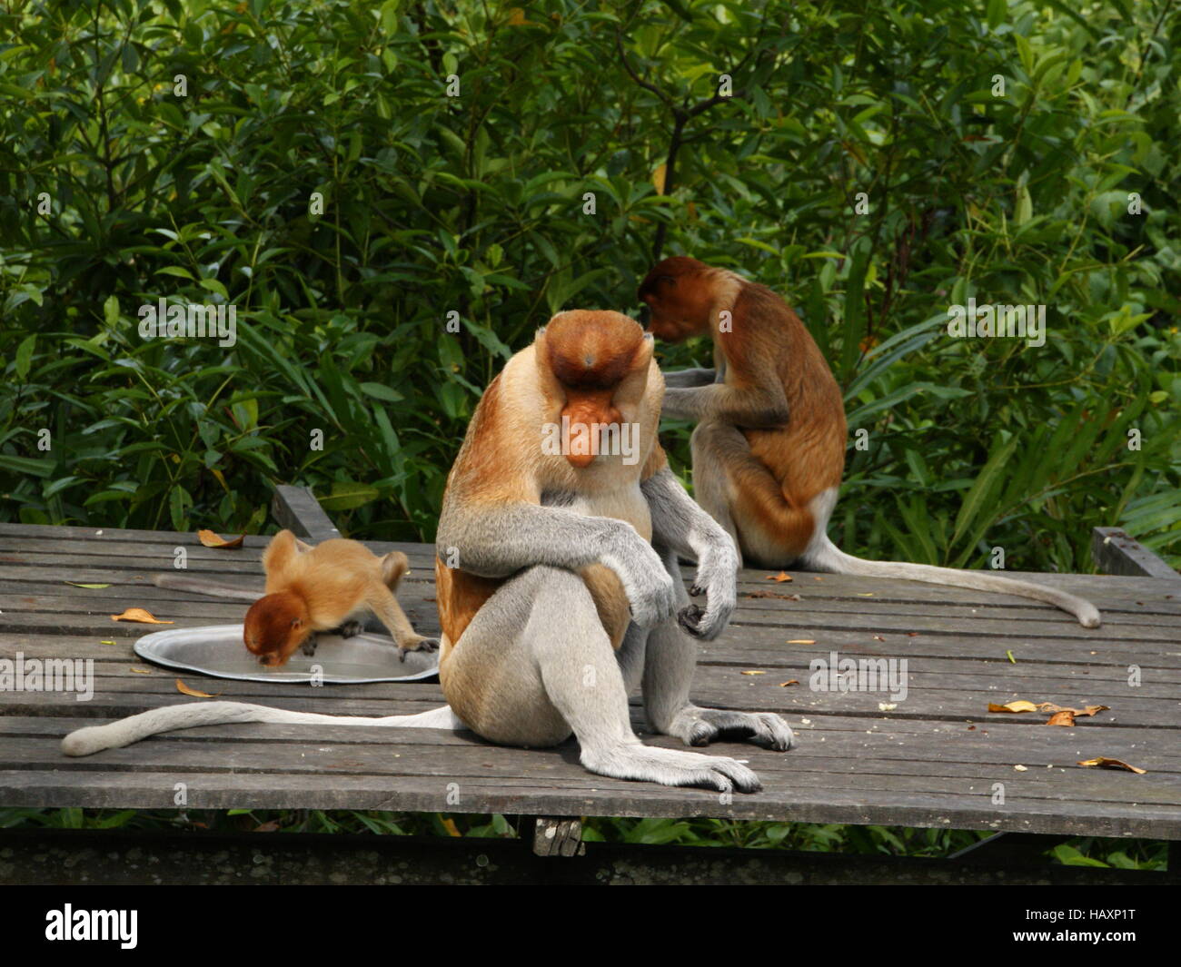 Proboscis monkey (Nasalis larvatus) or long-nosed monkey Stock Photo ...