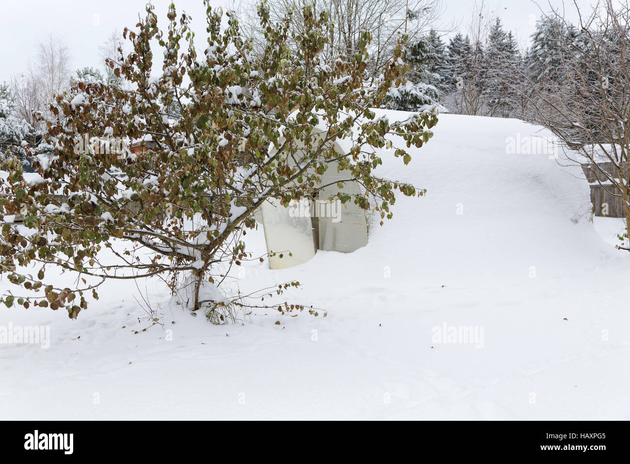 Dotted leaves hi-res stock photography and images - Alamy