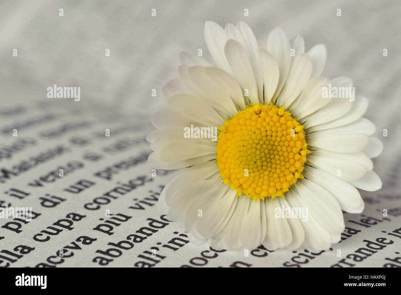 Daisy on book Stock Photo - Alamy