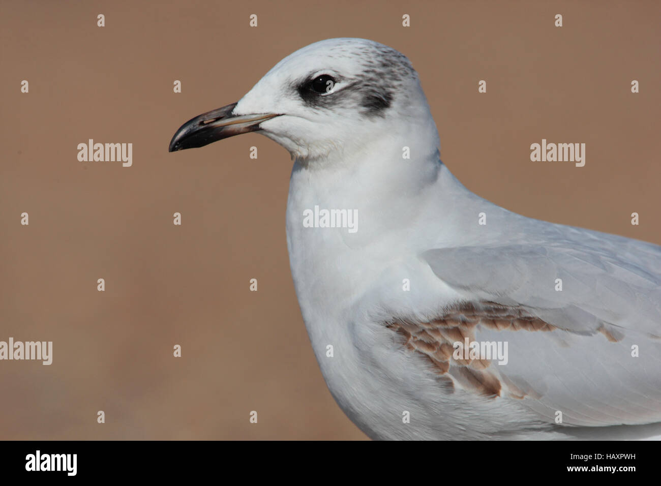 First winter Mediterranean Gull on an English beach in winter Stock ...