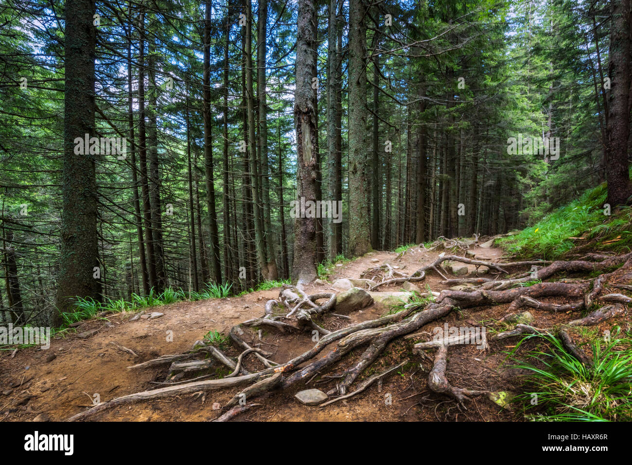 fairy tale fir tree forest Stock Photo - Alamy