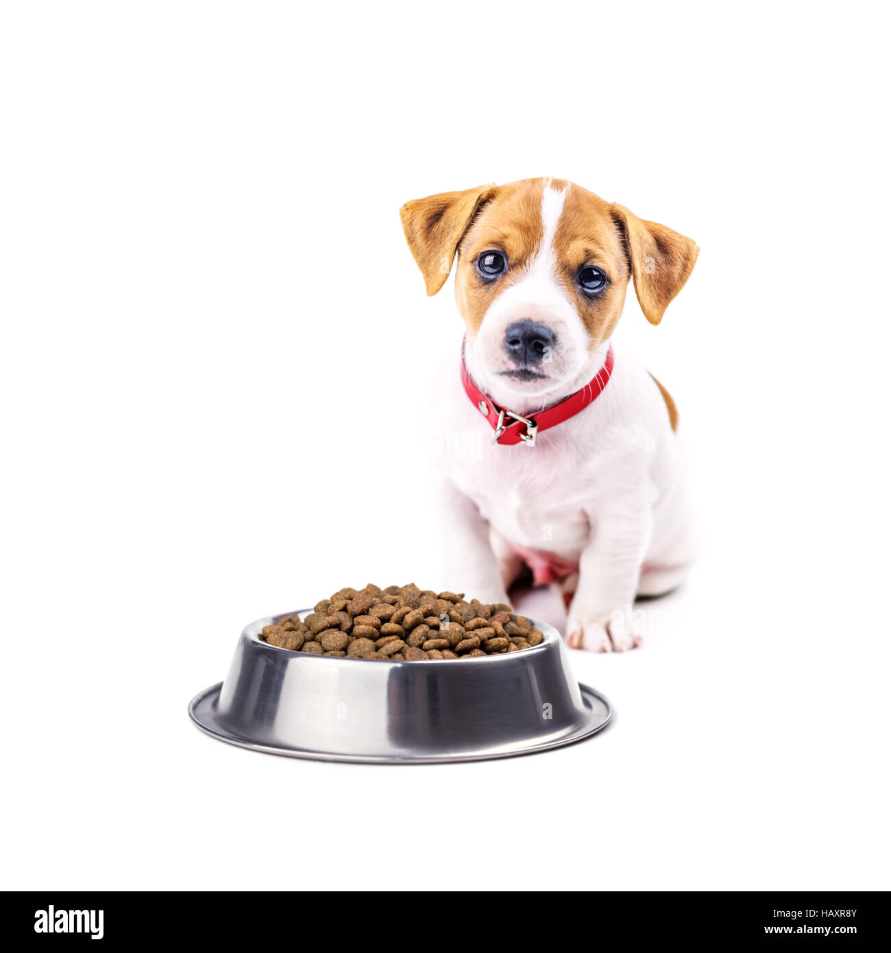jack russel puppy with food isolated on white Stock Photo - Alamy