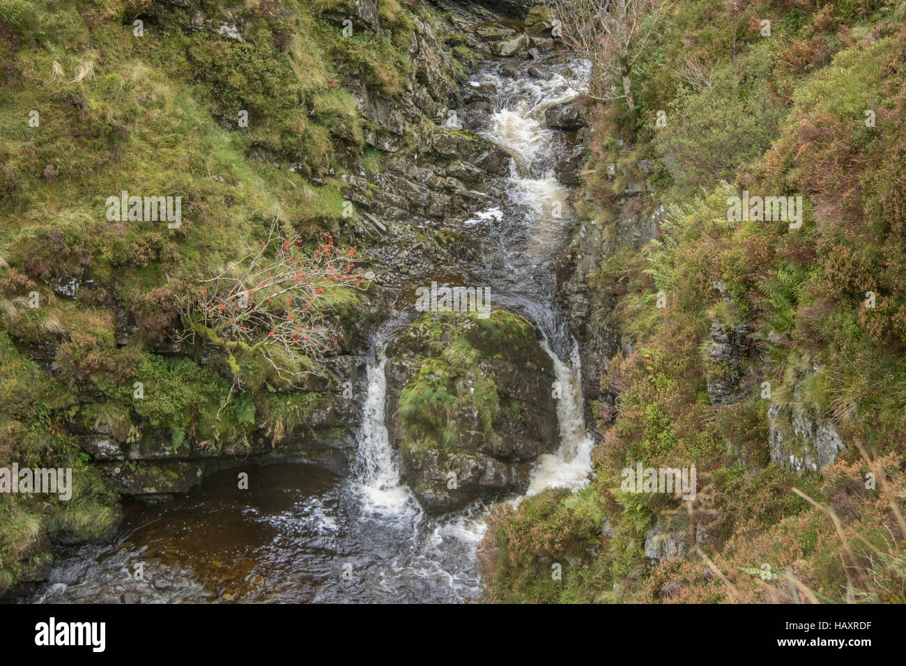 Split tail hi-res stock photography and images - Alamy