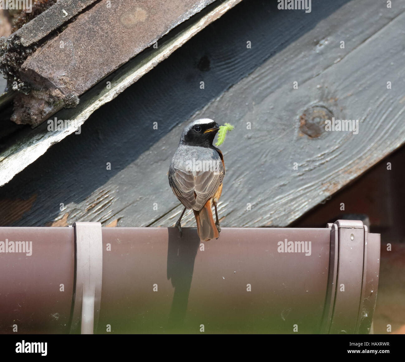 House redstart hi-res stock photography and images - Alamy