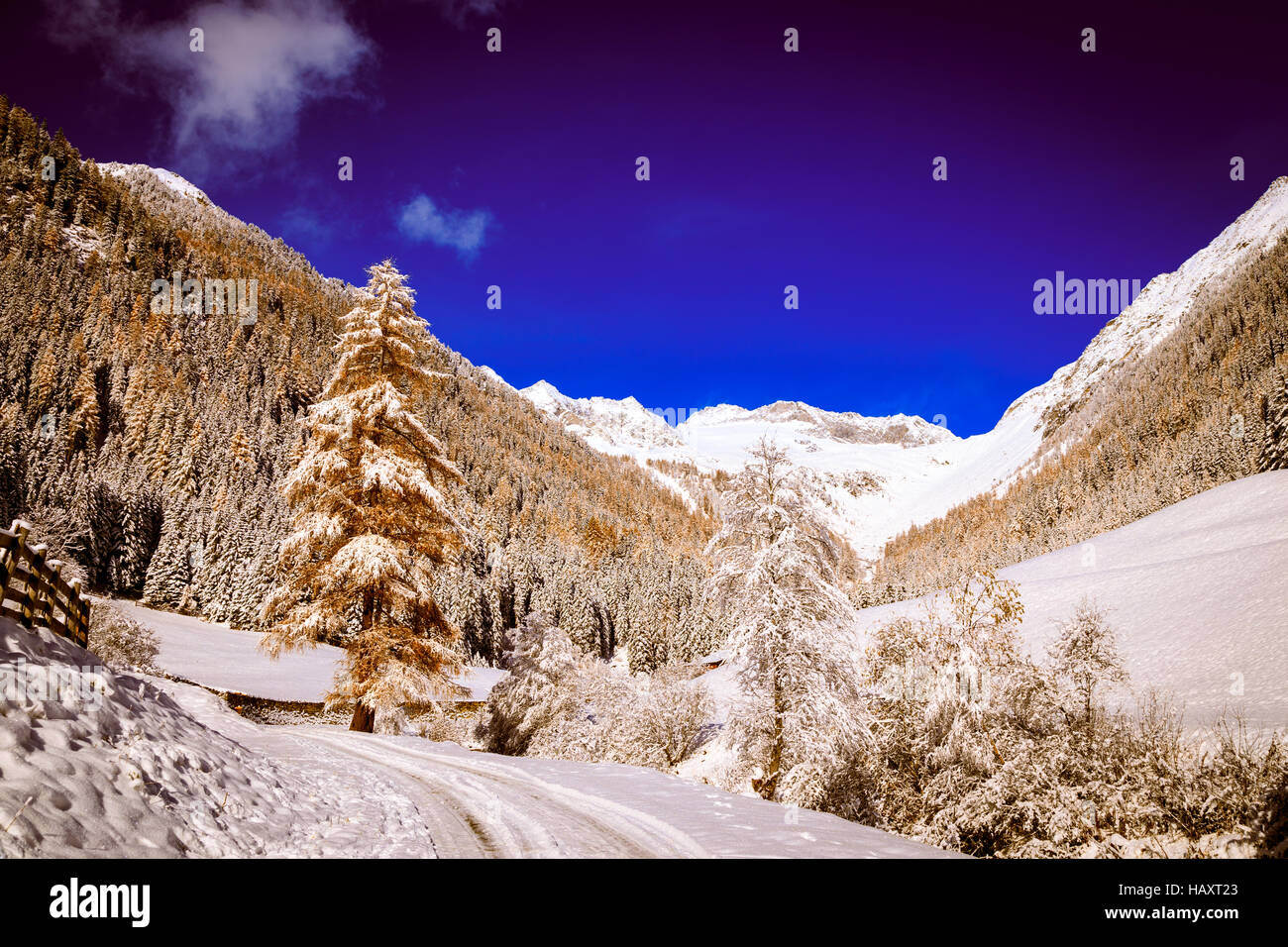 wood full of snow in the italian alps Stock Photo - Alamy