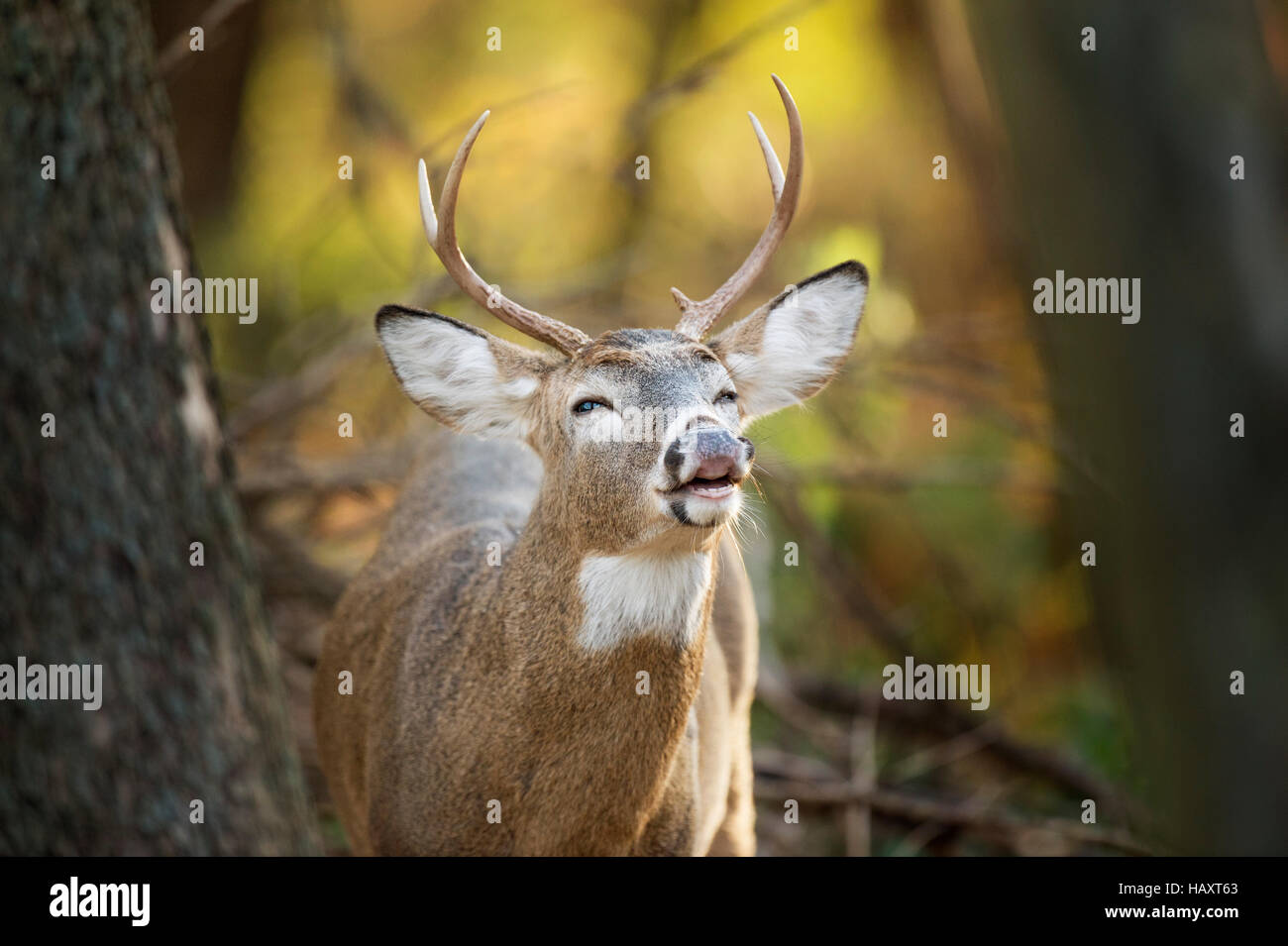 A small Whitetail deer buck curls his lips and sniffs the air around ...